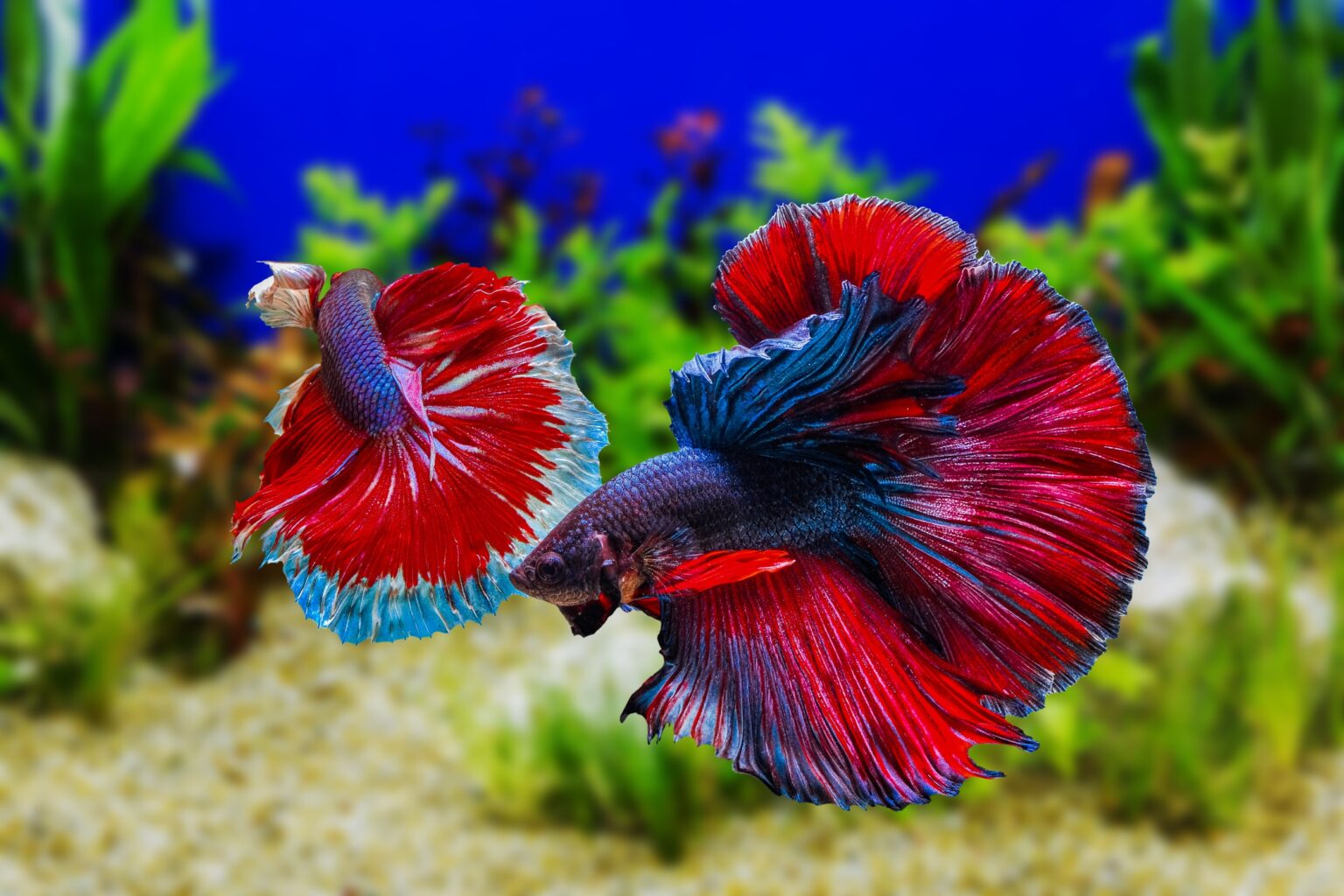 Tout ce qu'il faut savoir sur le poisson combattant