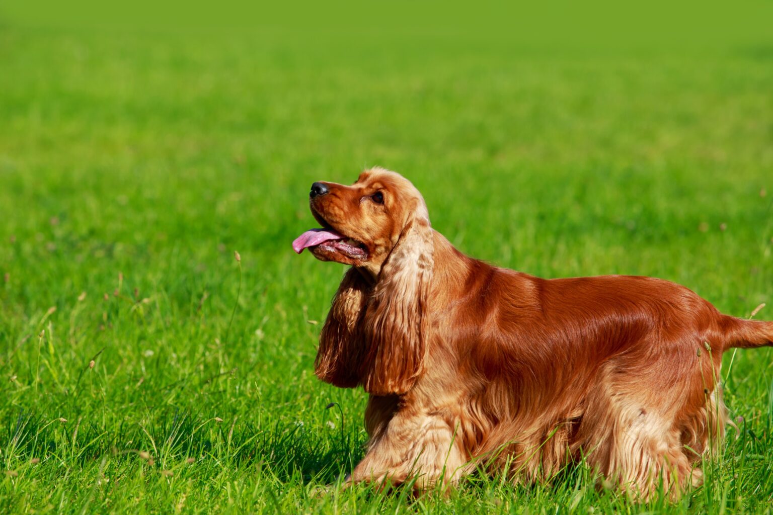 Le Cocker Anglais : un chien à la taille modeste et à l'affection ...