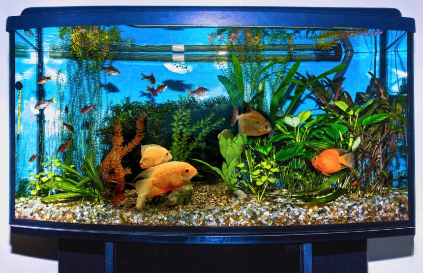 Comment choisir un aquarium
