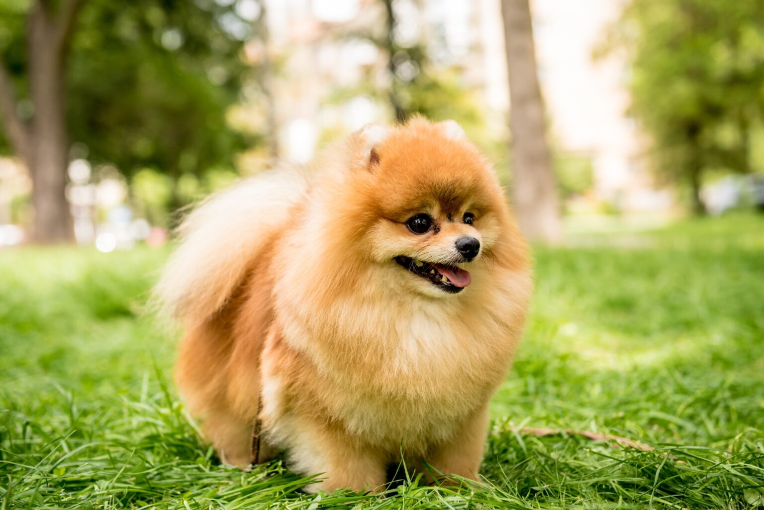Les prénoms de chien en "O" : découvrez nos idées originales