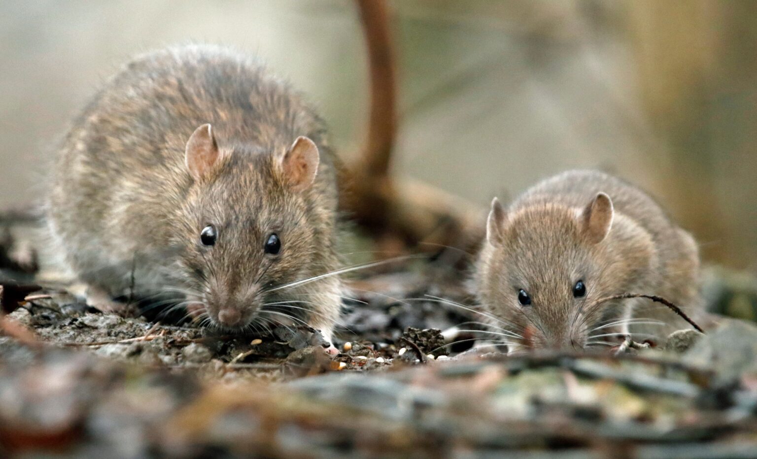 L'intelligence des rongeurs : le rat