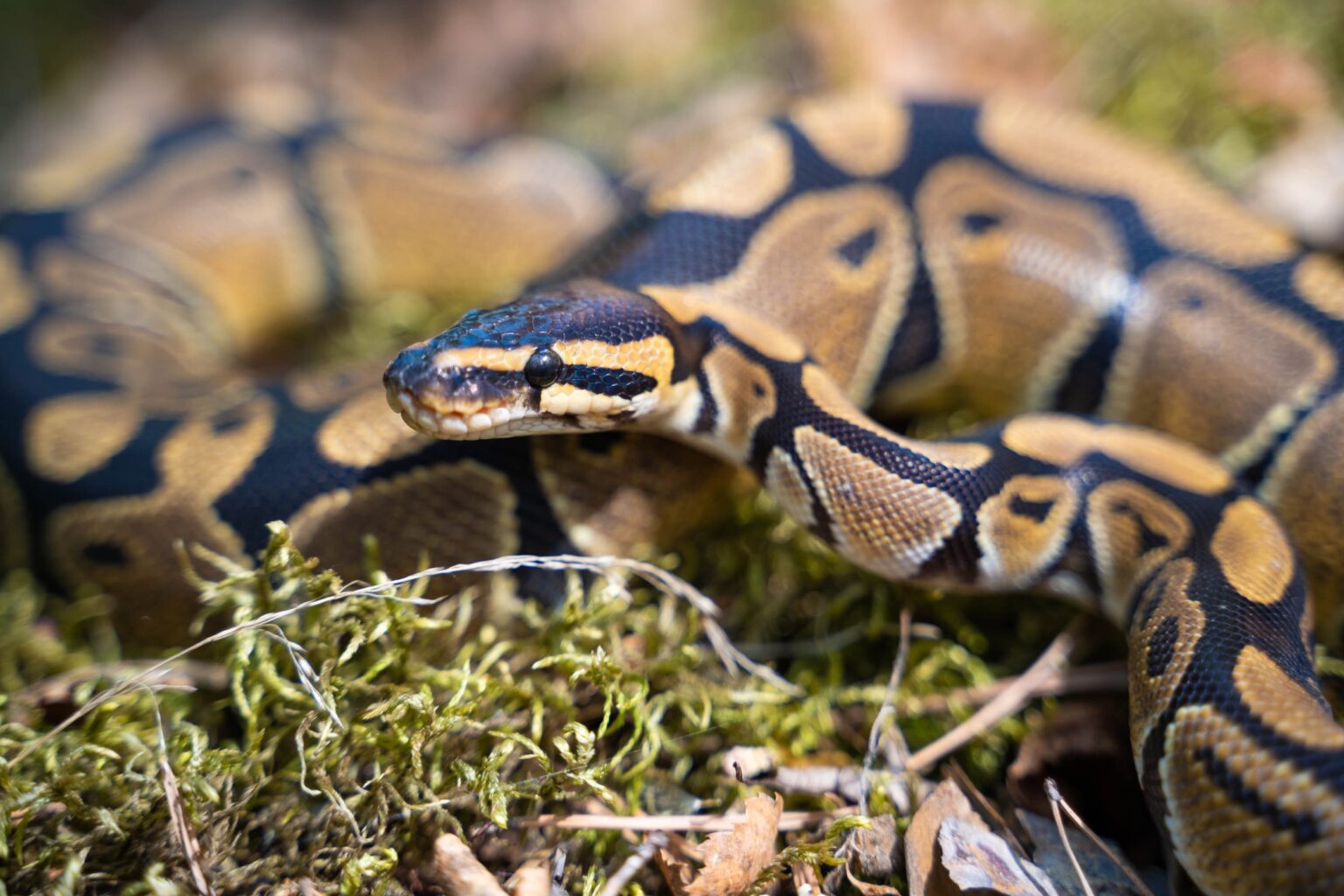 Le Python Royal : Un Reptile Fascinant et Merveilleux