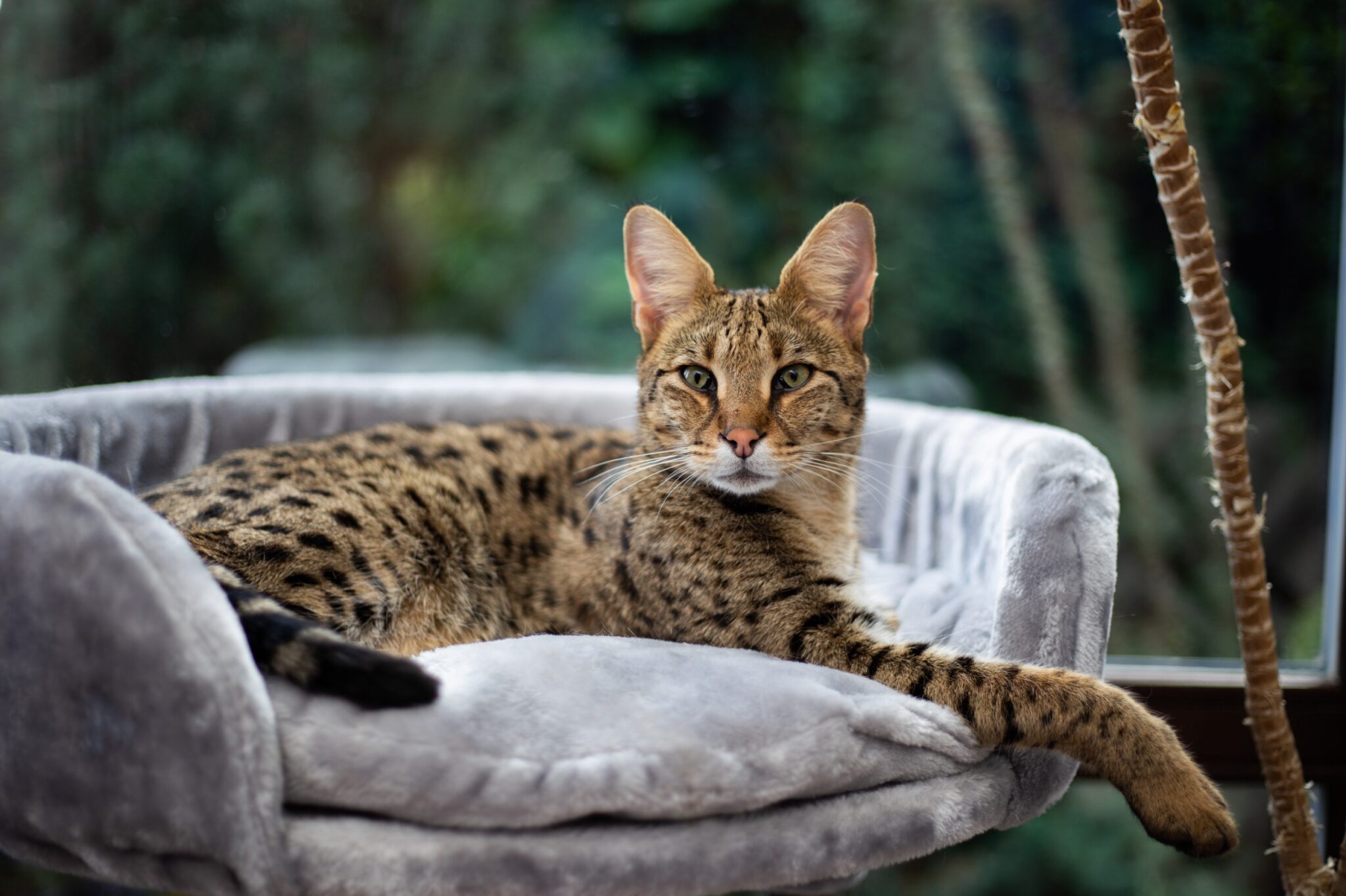 Les chats Savannah : un croisement entre le serval et le chat domestique