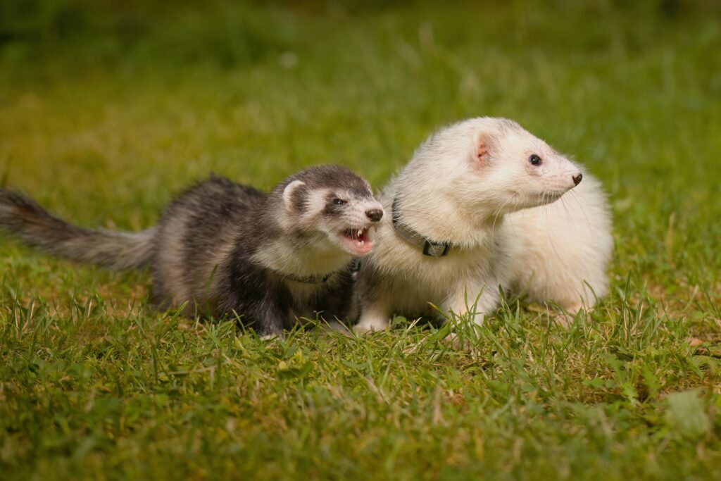 Tout sur les rongeurs : le furet
