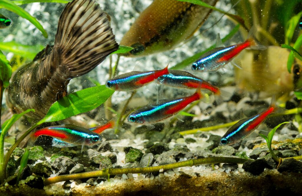 Le Poisson Néon, un poisson d'aquarium très populaire