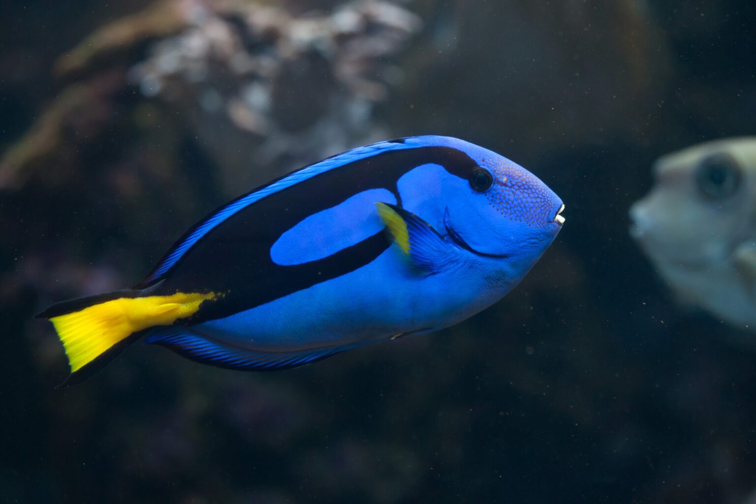 Le poisson-chirurgien paracanthurus hepatus, un joyau bleu marine