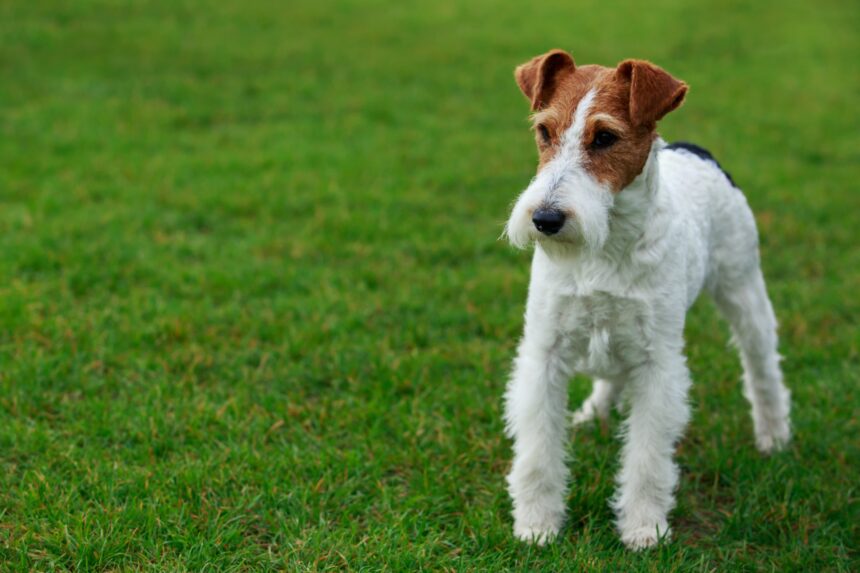 Le Fox-Terrier, le chien à l'énergie et au fort tempérament