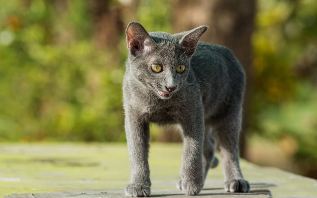 Le chat Korat, un chat unique