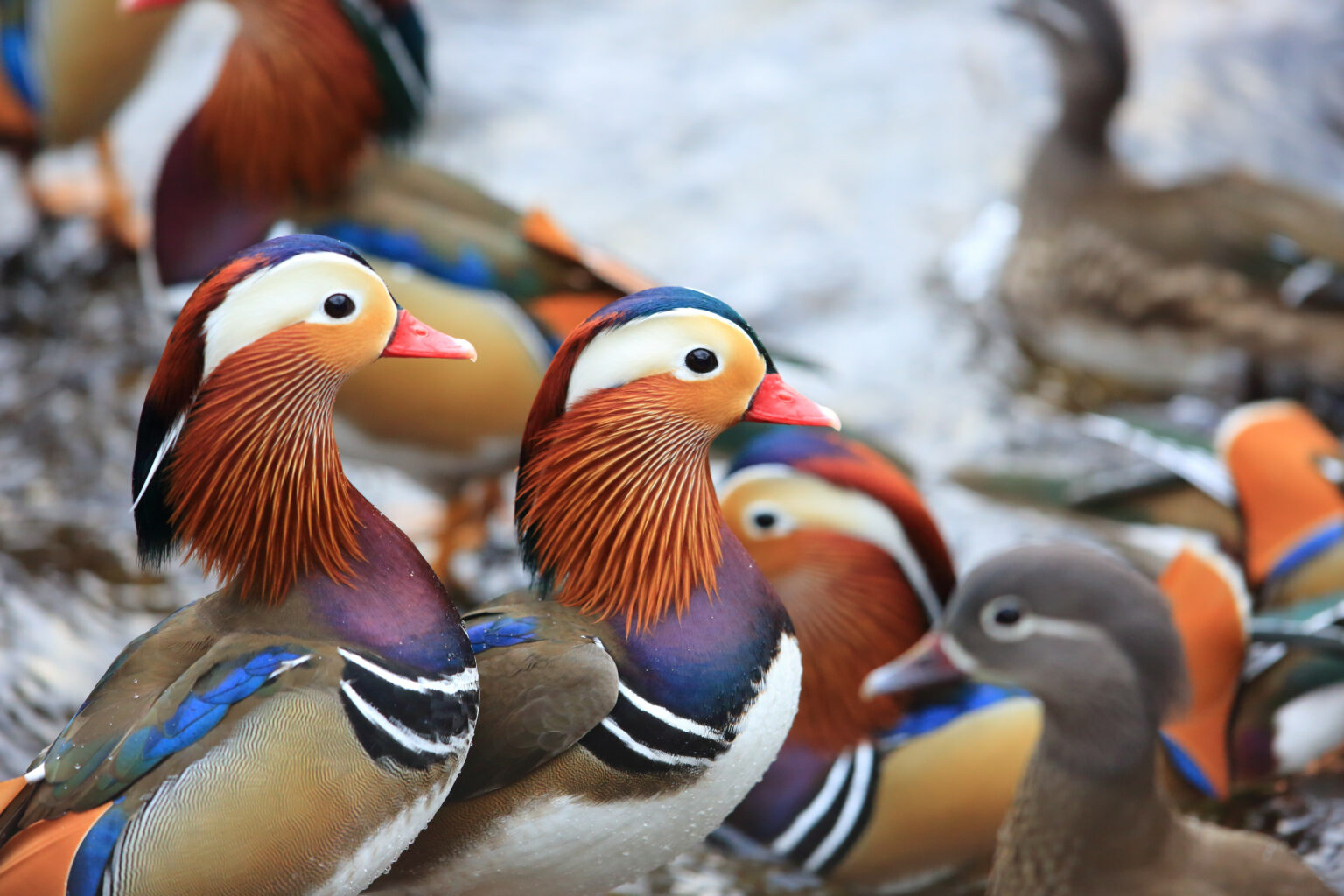 Tout ce qu'il faut savoir sur le magnifique mandarin