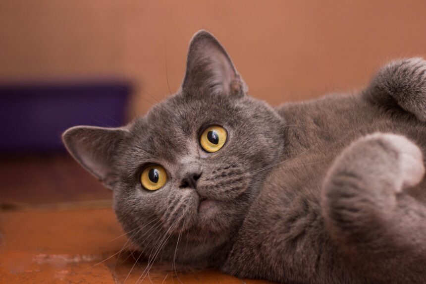 Le British Shorthair : le chat britannique par excellence