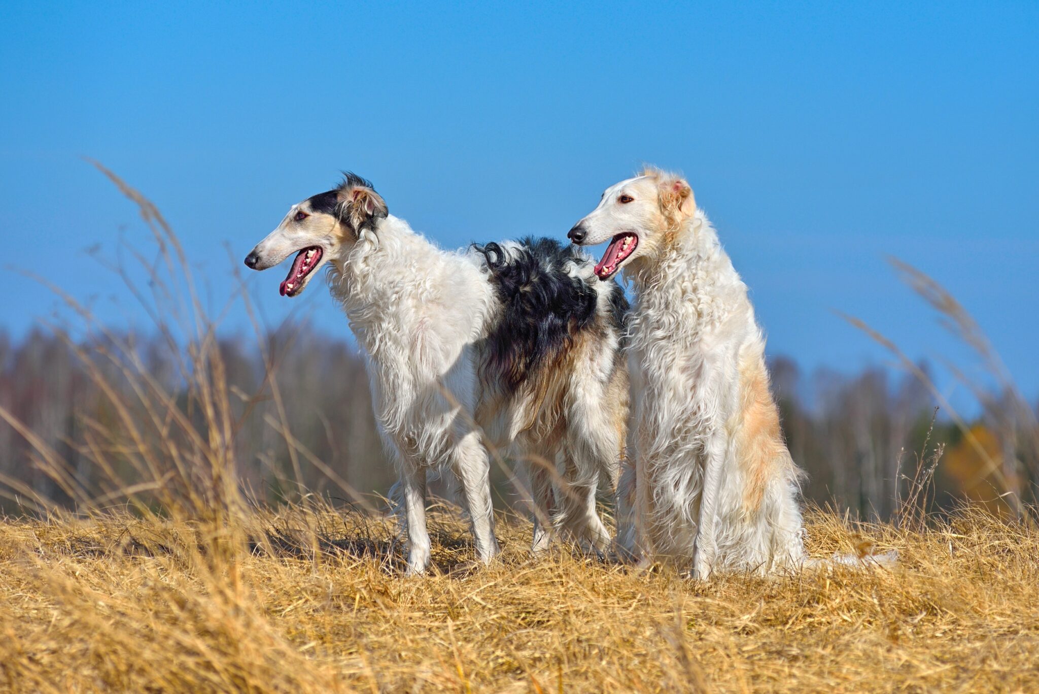 Le Chien Barzoï : l'origine du plus beau des Lévriers Russes