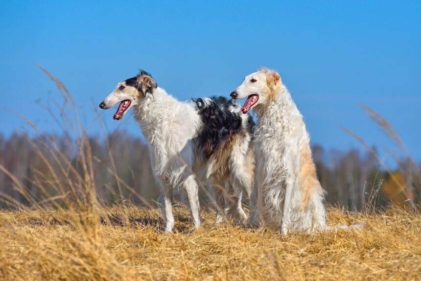 Le Chien Barzoï : l'origine du plus beau des Lévriers Russes