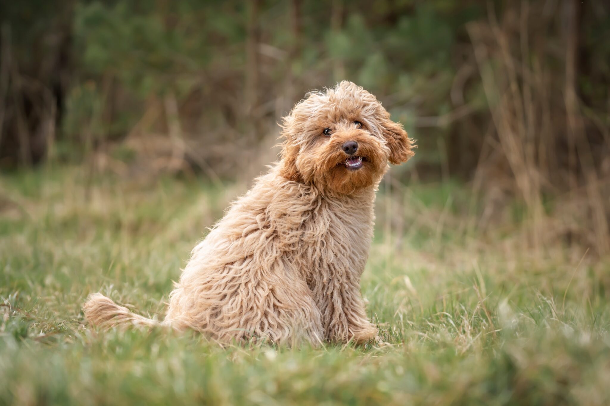 Cavapoo : Tout ce que vous devez savoir sur cette race hybride