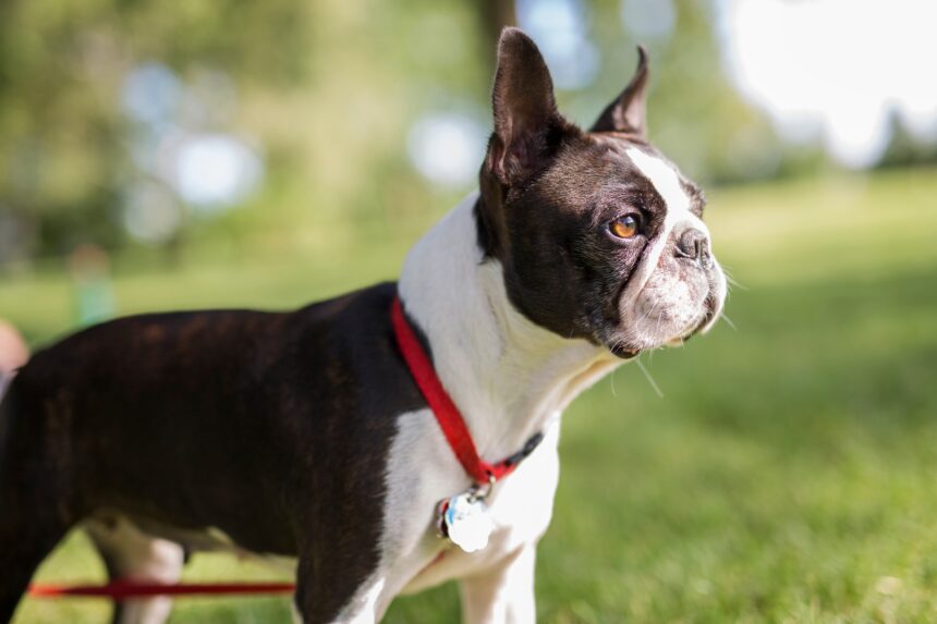 Le Boston Terrier : le chien des villes