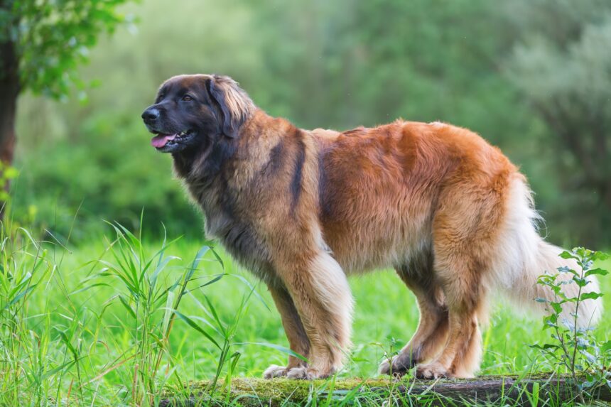 Chien Léonberg : tout ce que vous devez savoir sur cette race géante