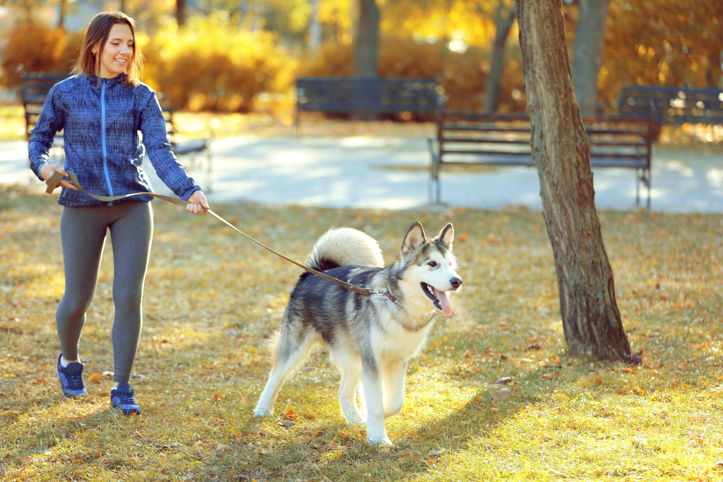 Guide pour promener son chien par temps chaud : conseils et astuces Guide pour promener son chien par temps chaud : conseils et astuces