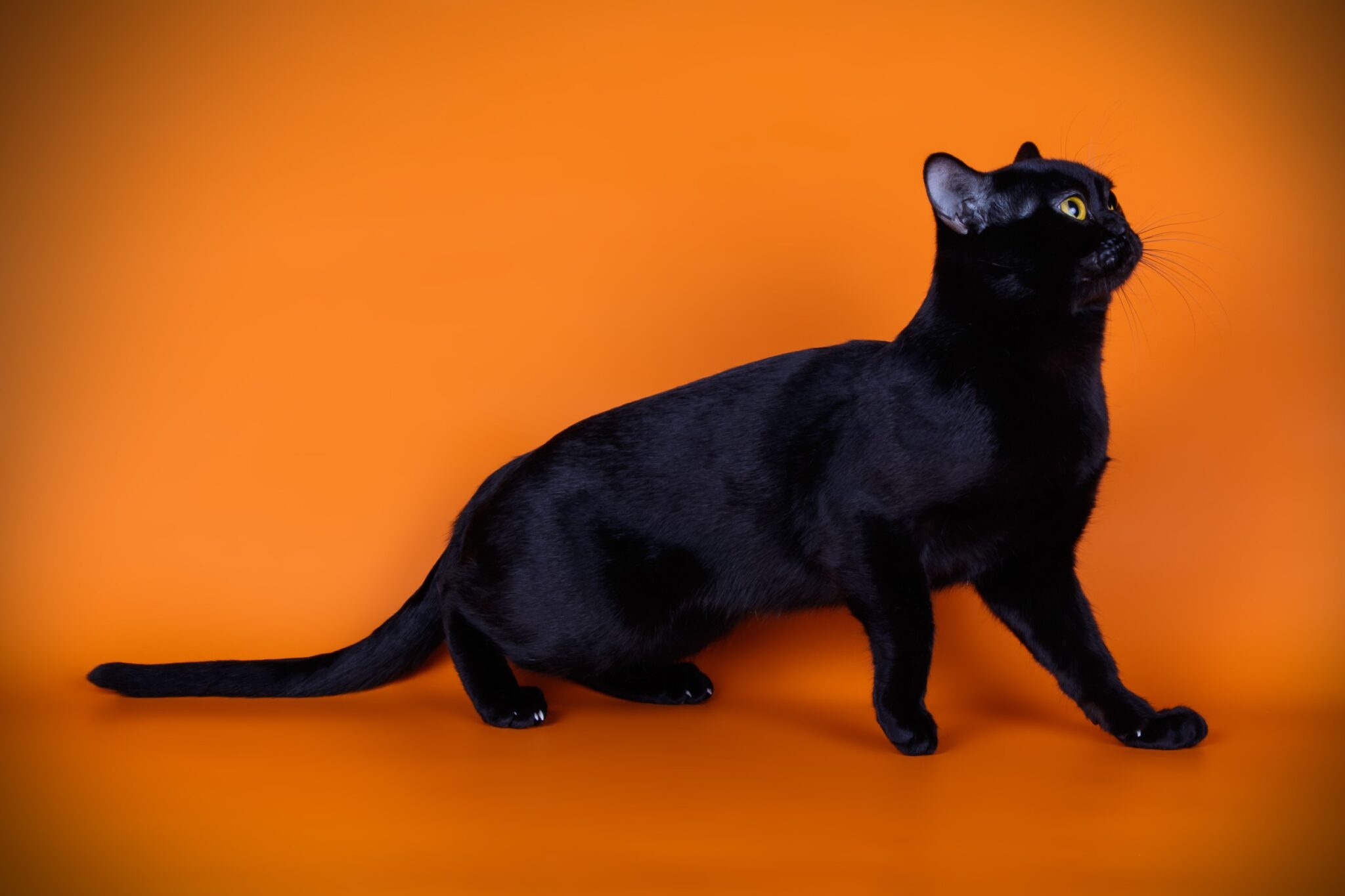 Tout ce que vous devez savoir sur le Chat Bombay