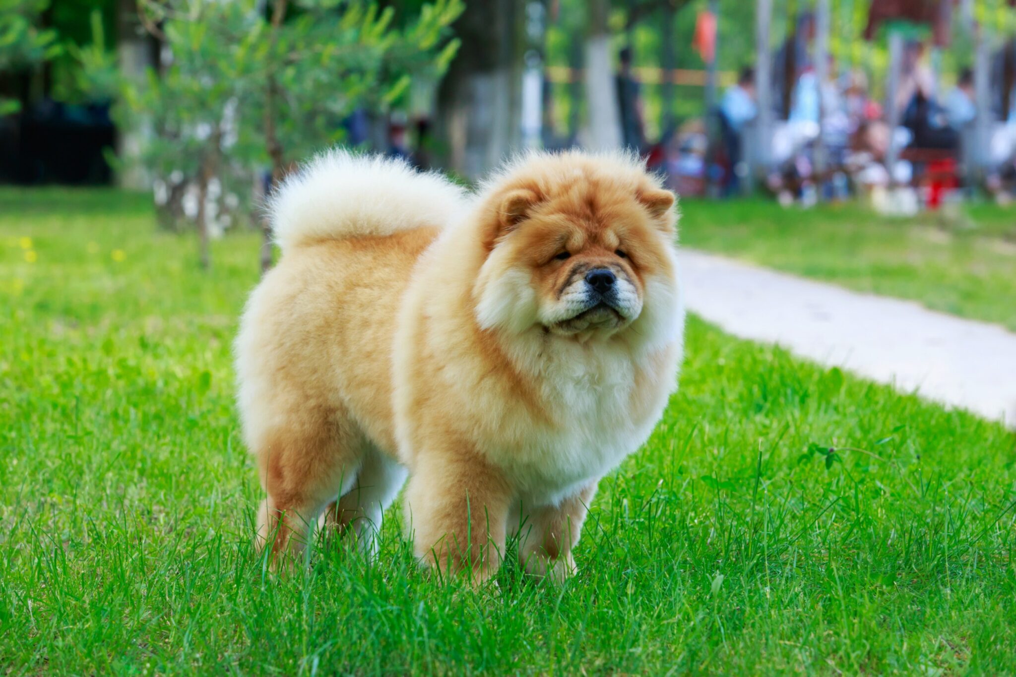 Le Chow-Chow : un chien venu d'Asie Centrale