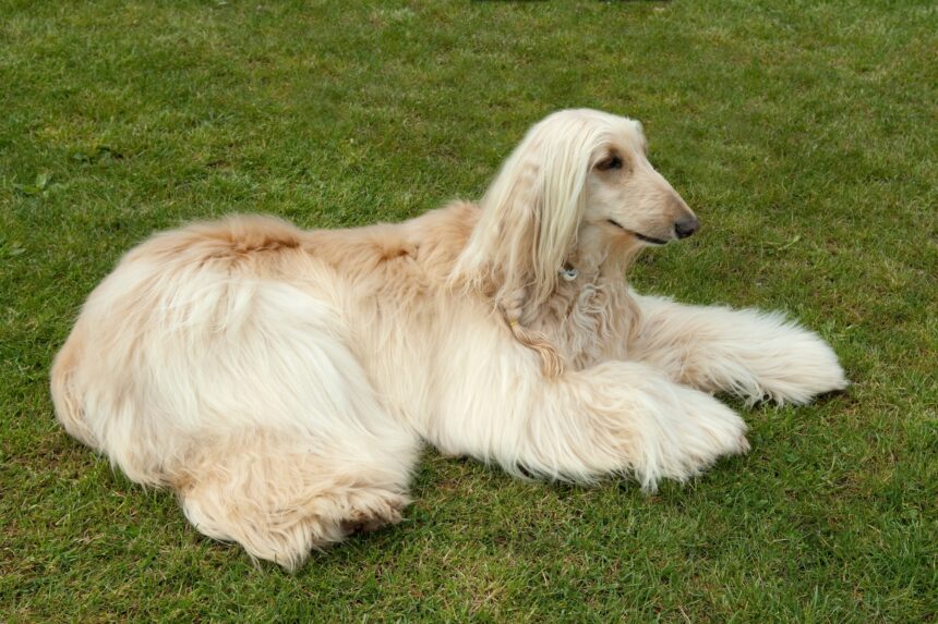 Comprendre le chien lévrier afghan