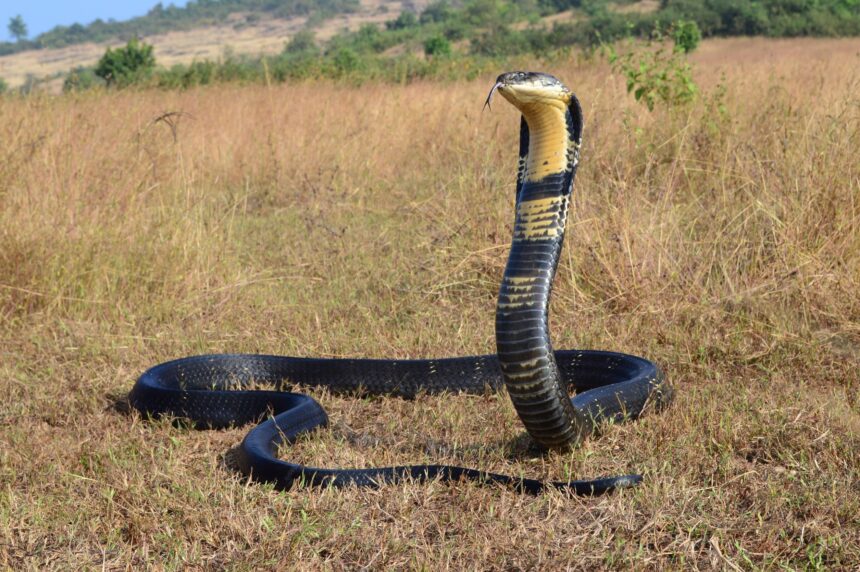 Le Cobra Royal : Le Serpent Venimeux le Plus Fascinant du Monde