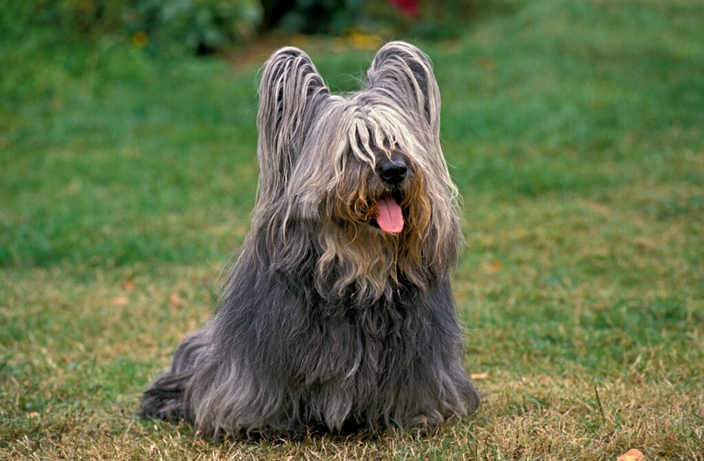 Le Chien Skie Terrier : le fidèle compagnon de vie