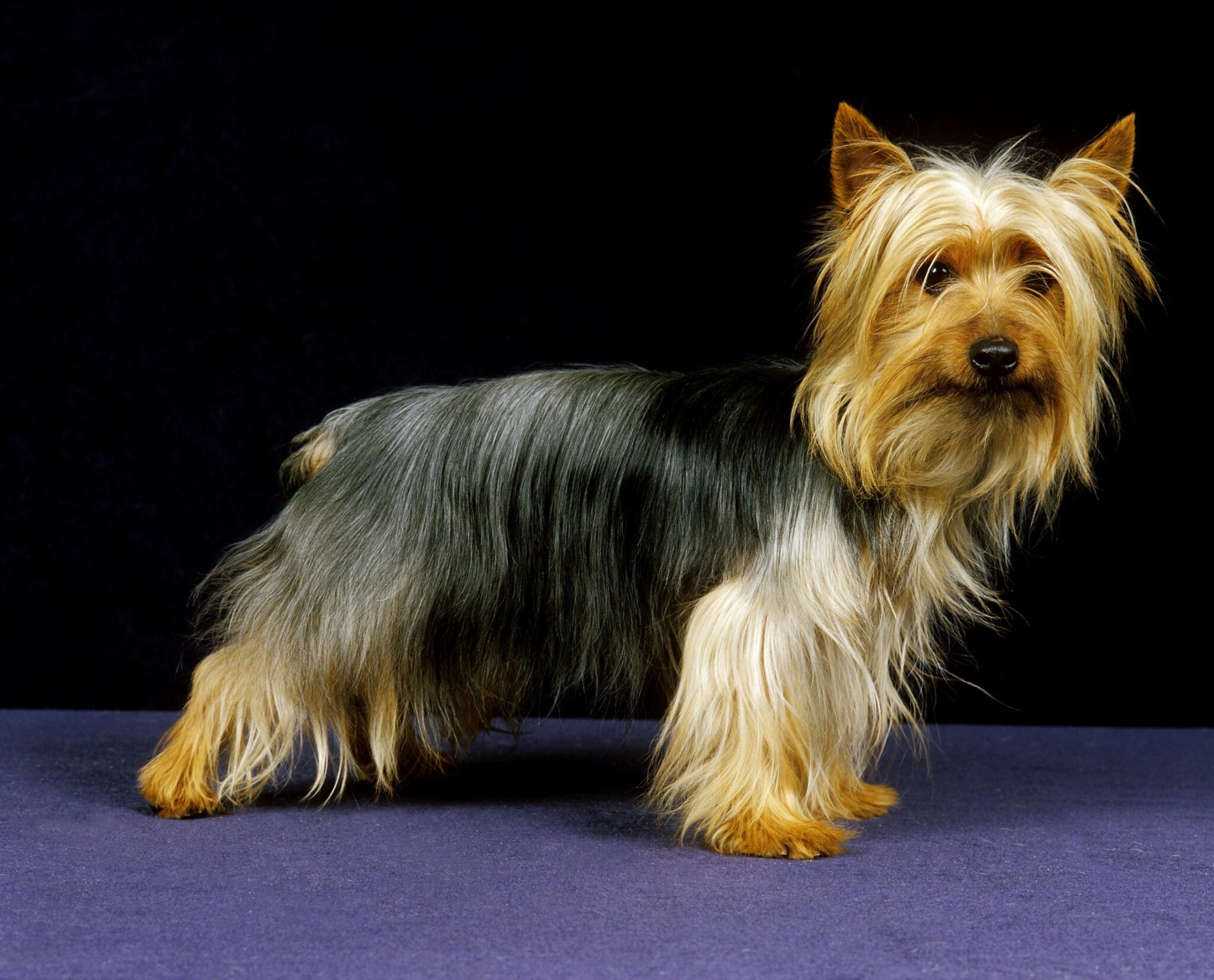 Le Terrier Australien à Poil Soyeux : une Race de Chien Unique