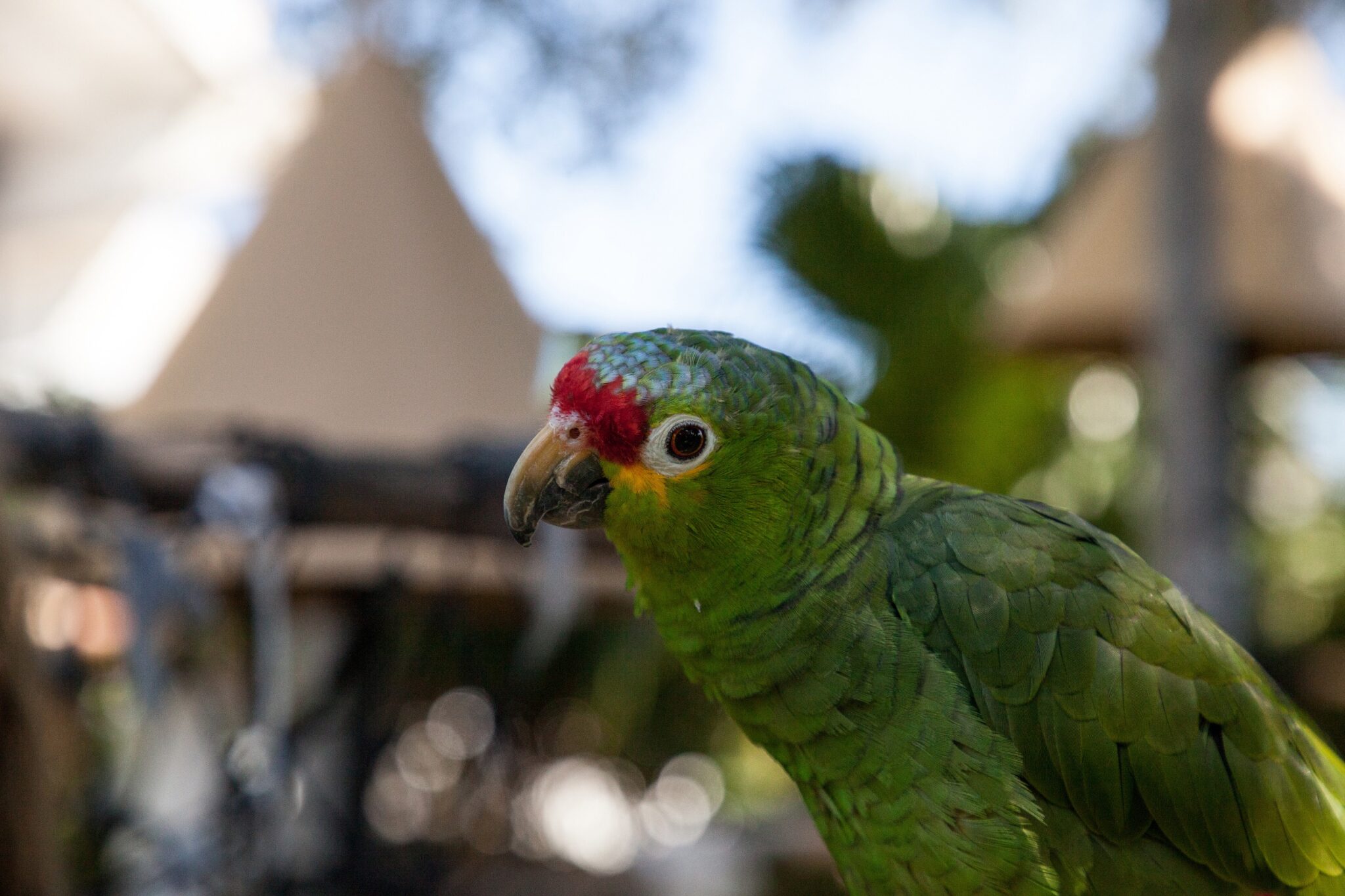 Les 10 meilleures espèces de perroquets amazoniens pour être votre ...