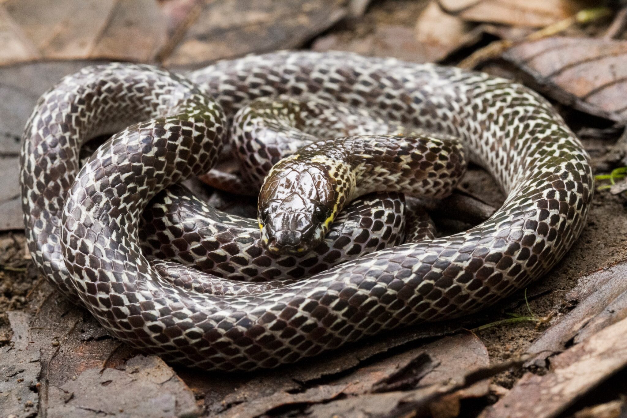 Le guide ultime des 10 meilleurs serpents de compagnie pour les débutants