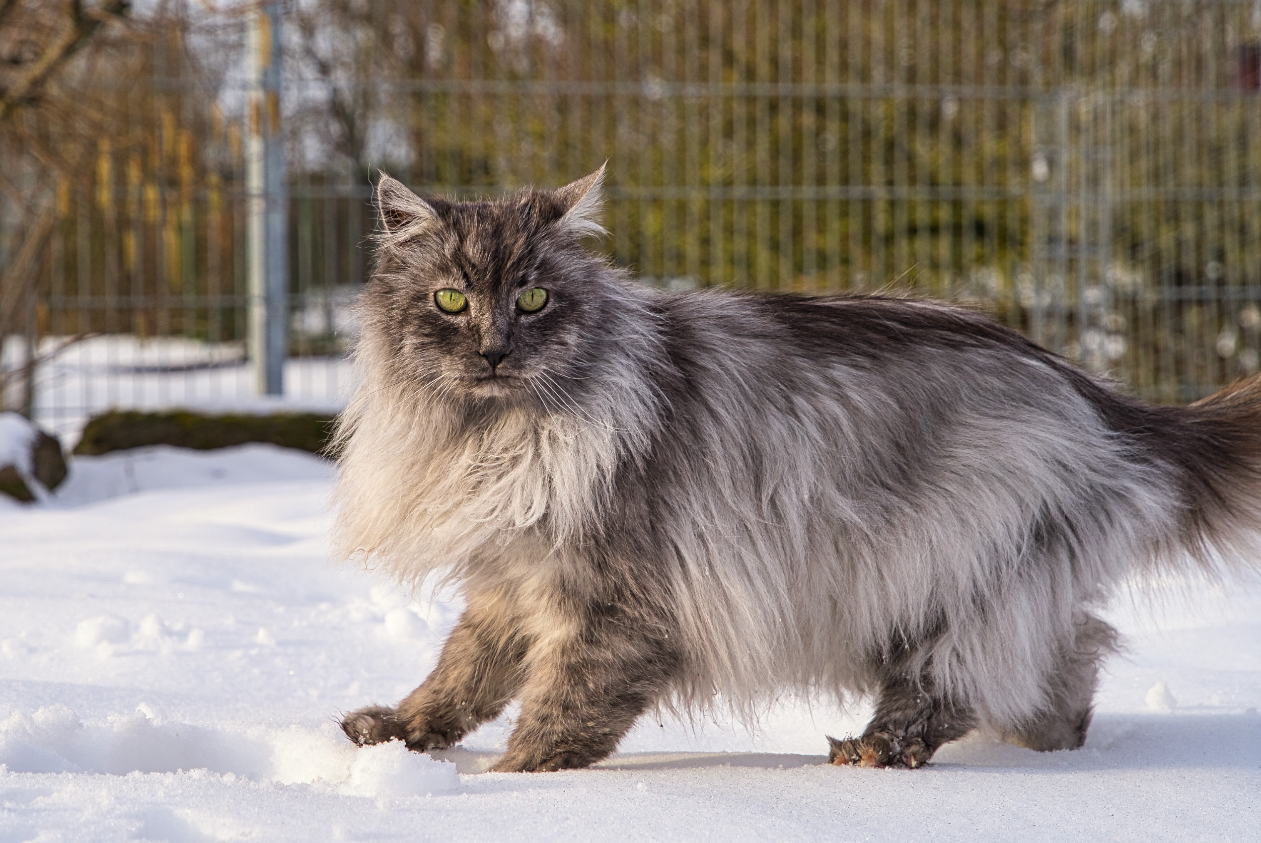 Tout Ce Que Vous Devez Savoir Sur Le Chat Angora Turc