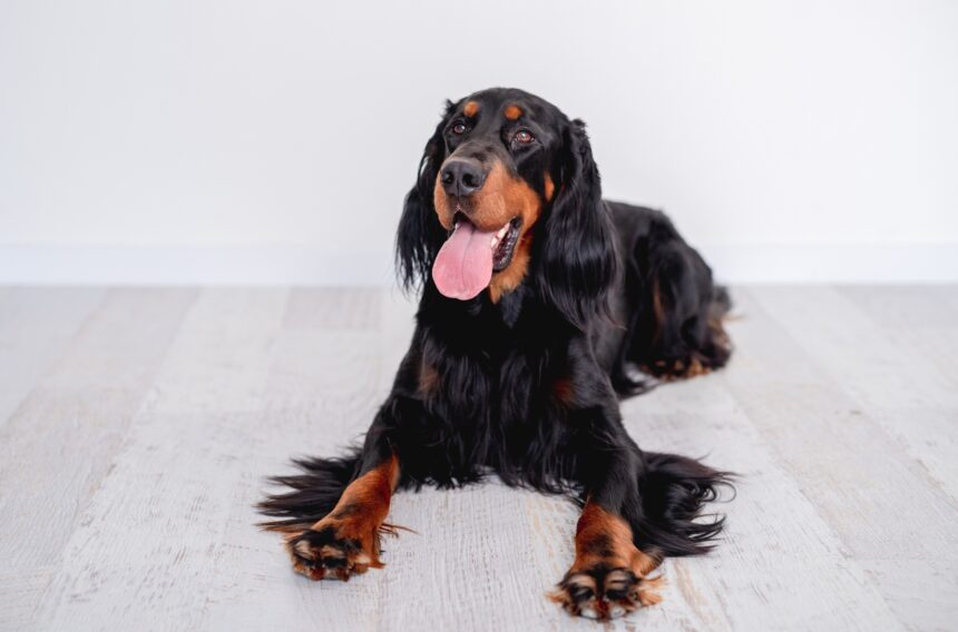 Les 10 questions essentielles à se poser avant d'adopter un Gordon Setter