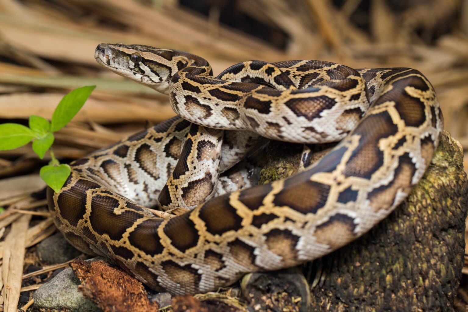 Le guide ultime des 10 meilleurs serpents de compagnie pour les débutants