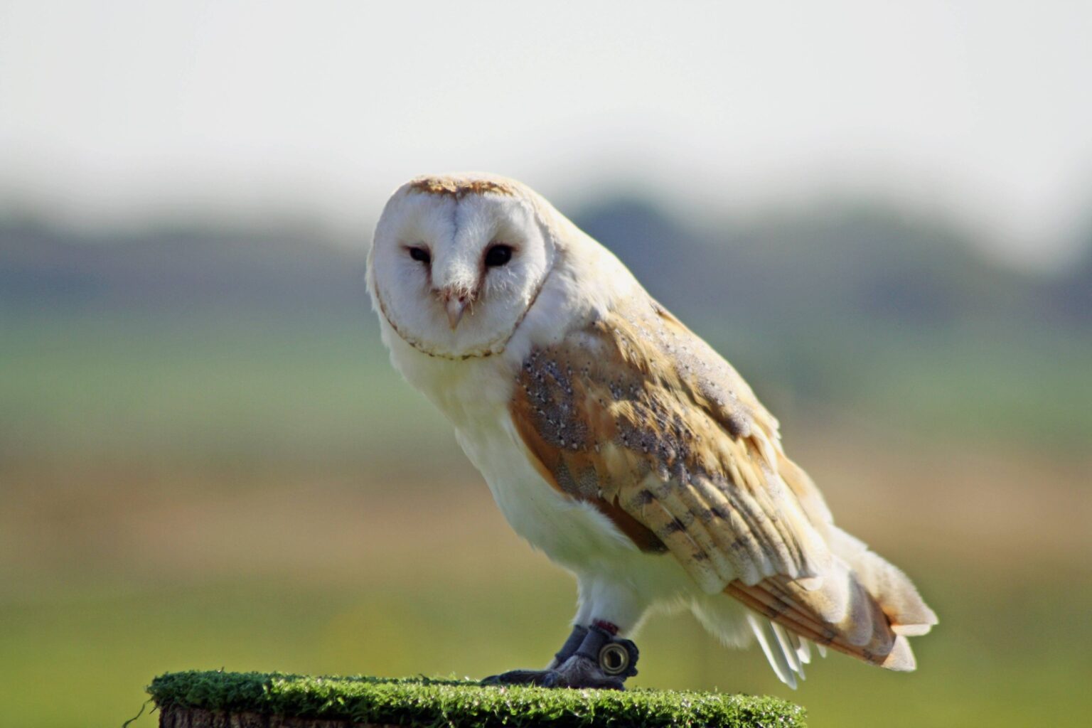 La chouette effraie (Tyto alba) : une espèce fascinante à découvrir