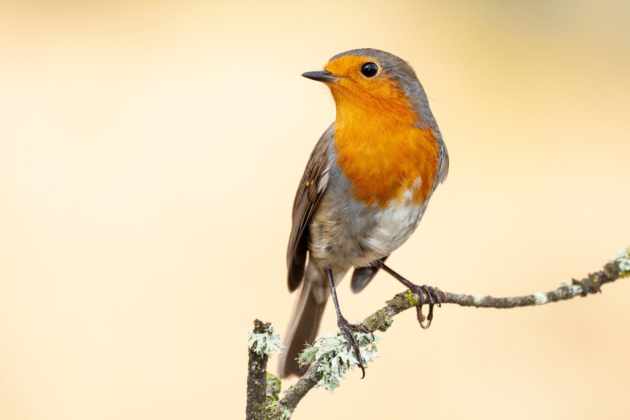 Le rouge-gorge européen (Erithacus rubecula) : un oiseau fascinant