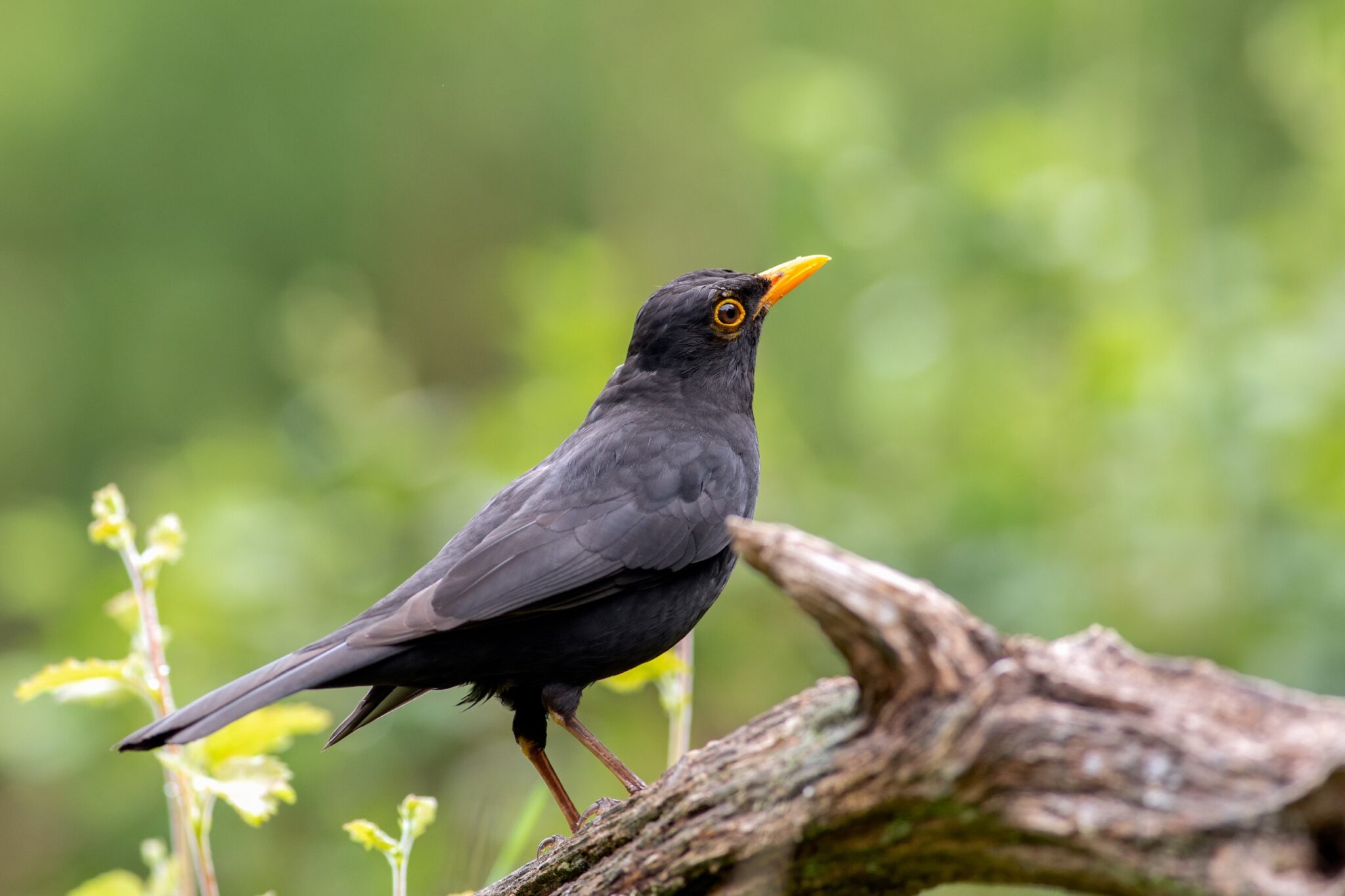 Le merle noir (Turdus merula) : un oiseau commun aux caractéristiques ...