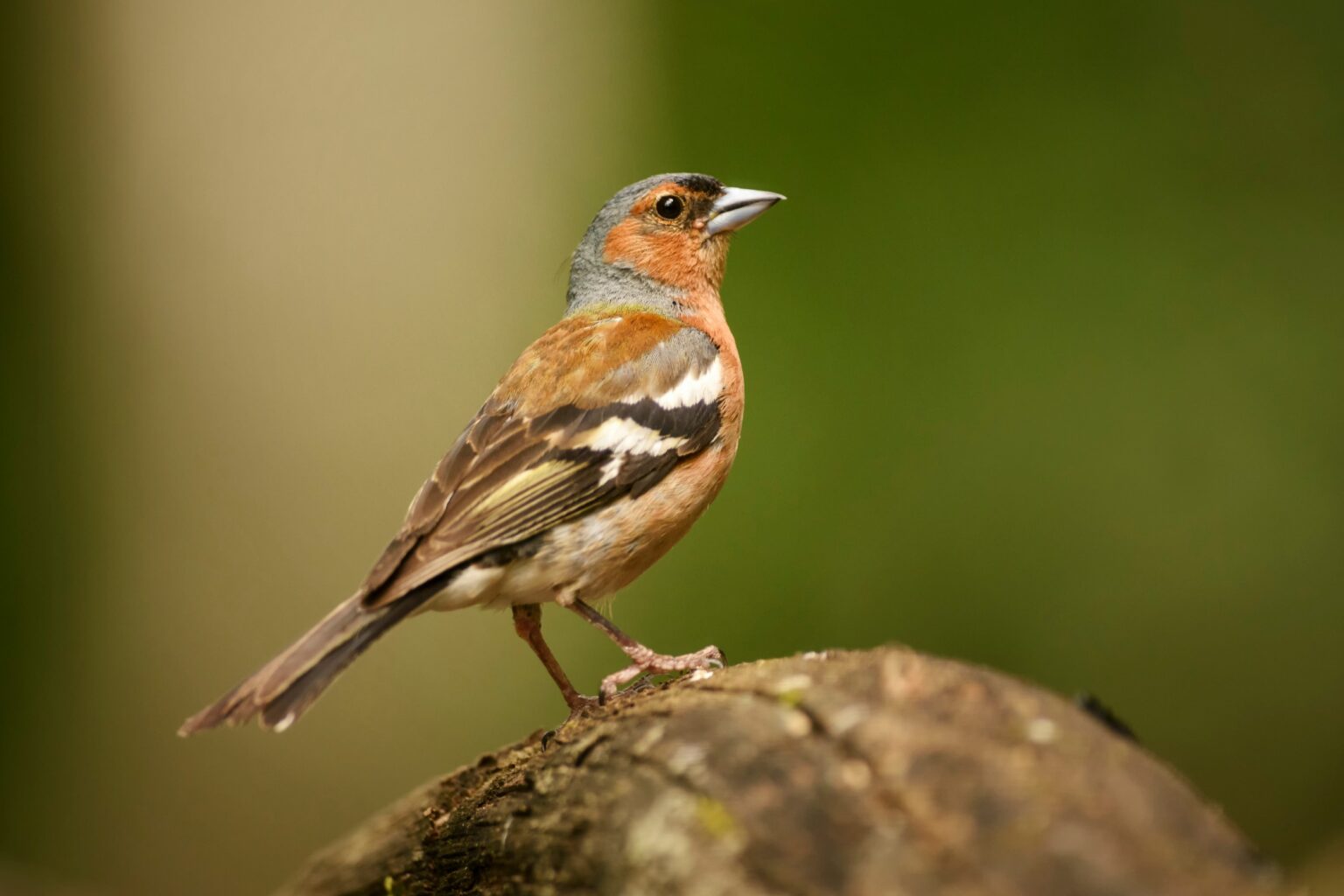 Le Chaffinch (Fringilla coelebs) : un oiseau aux multiples facettes