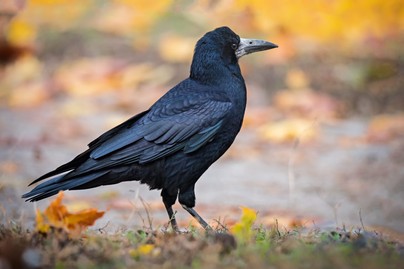 Le Rook (Corvus frugilegus) : découverte d'un oiseau fascinant