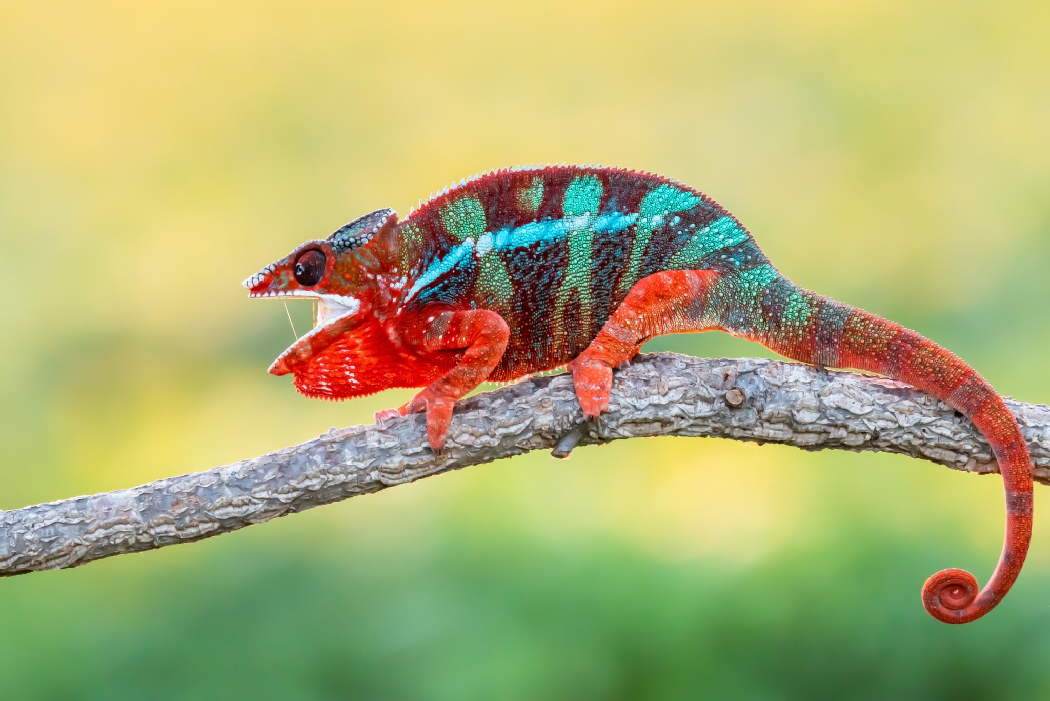 Le caméléon panthère : un reptile fascinant et coloré