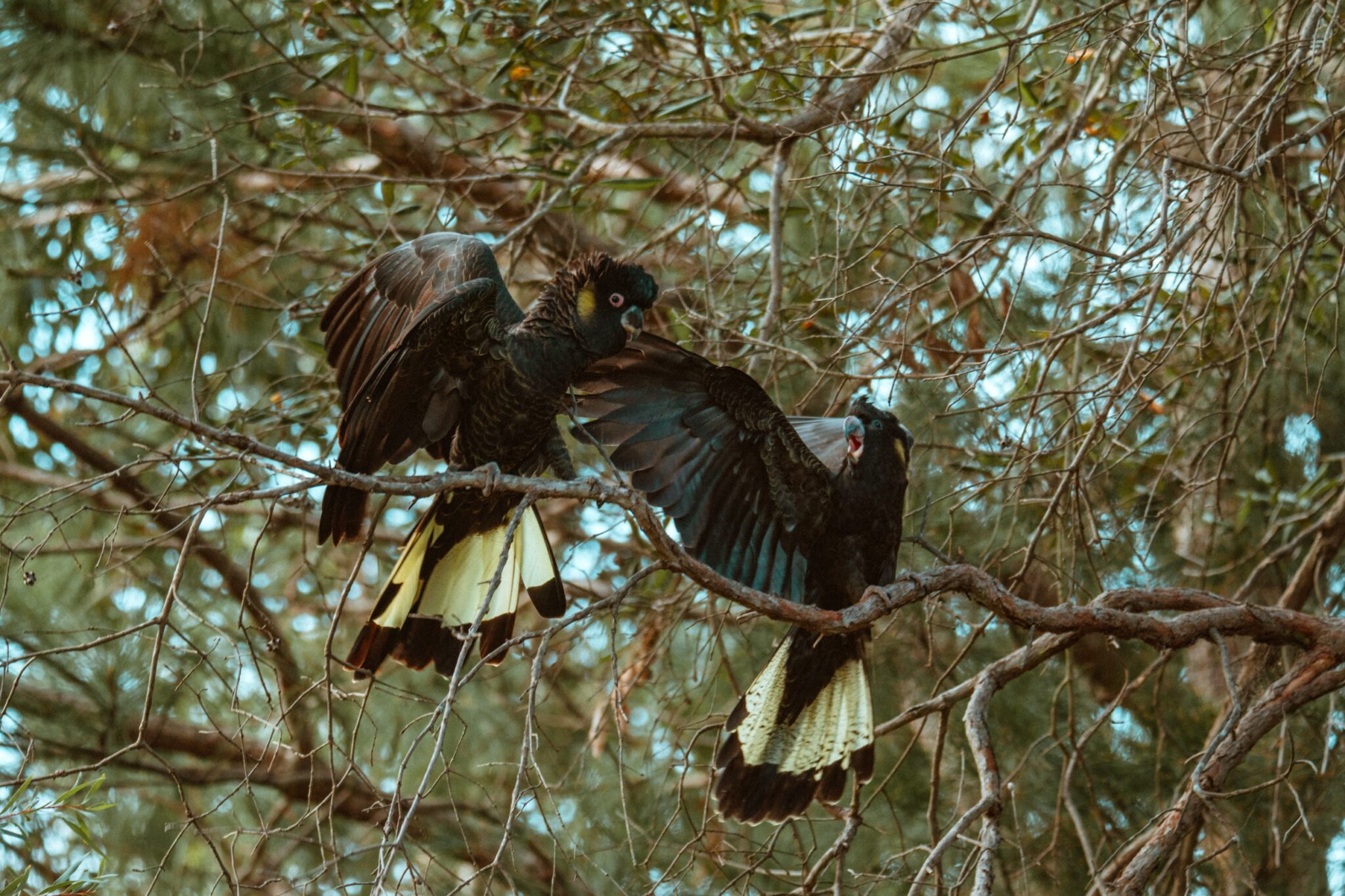Le cacatoès noir à queue jaune (Zanda funerea) : un oiseau fascinant
