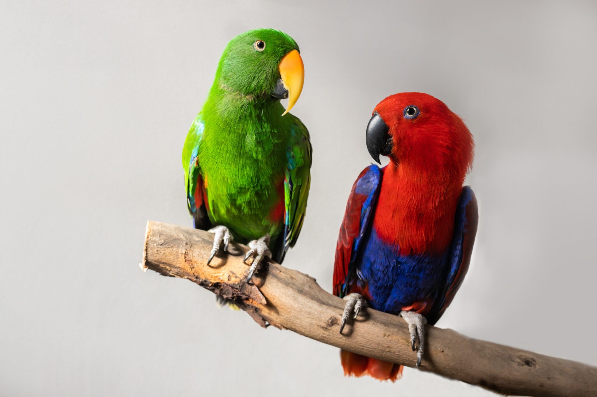 Le Moluccan eclectus (Eclectus roratus) : Un oiseau tropical fascinant