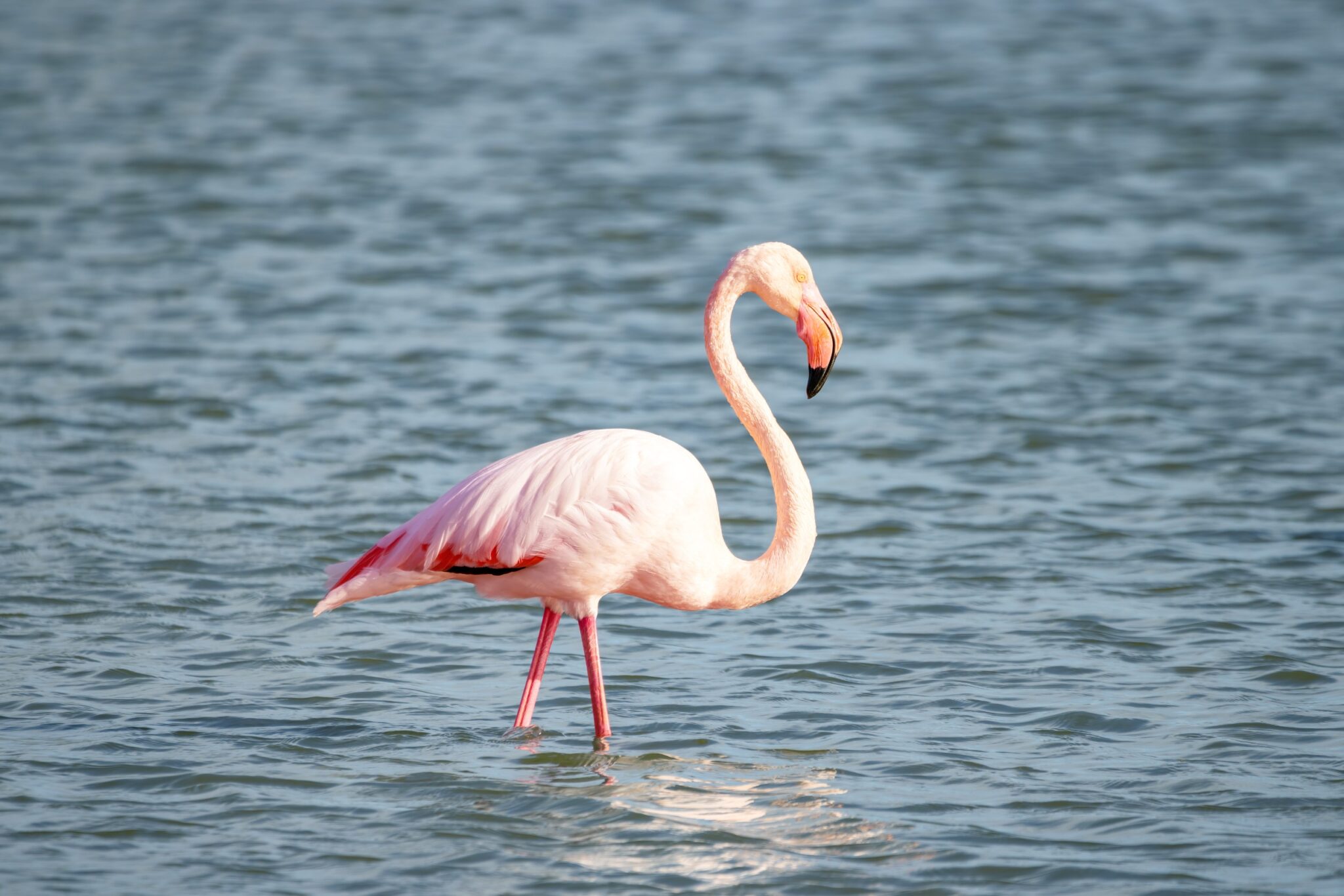 Le majestueux flamant rose : Phoenicopterus roseus