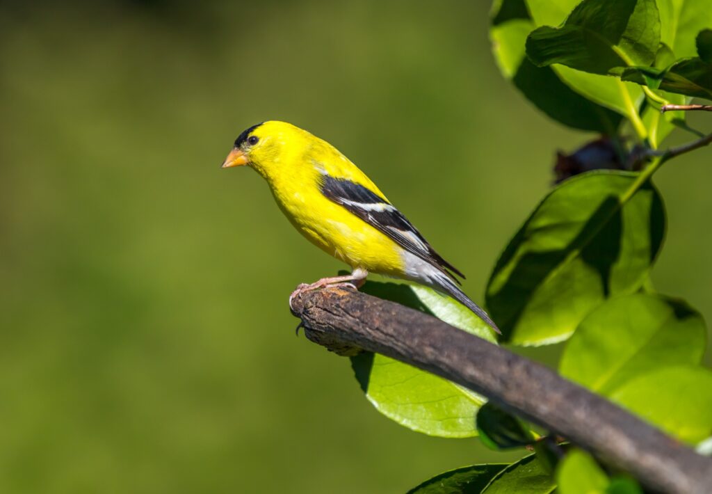 Le chardonneret jaune américain : un oiseau fascinant