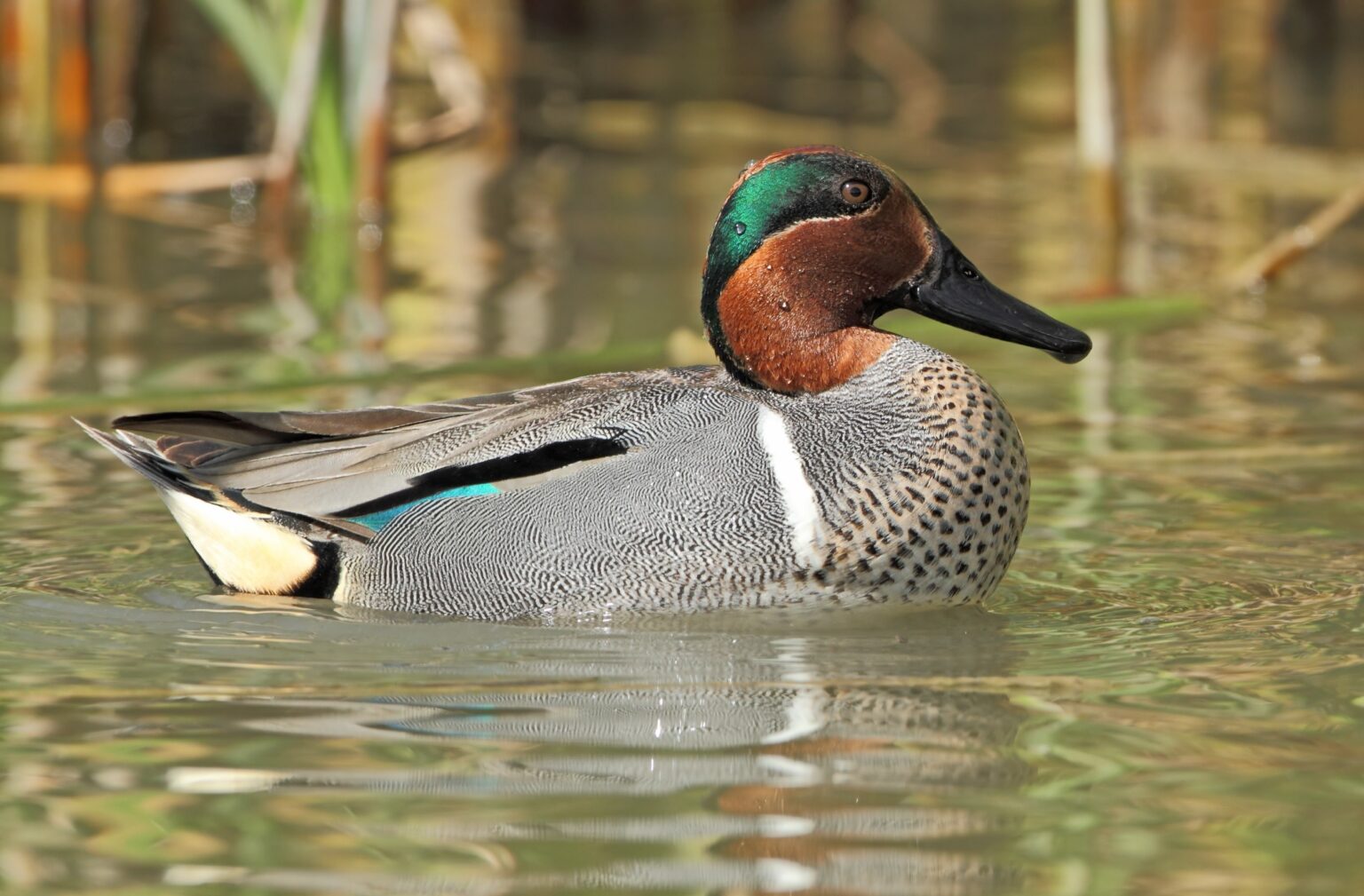 Le grand monde du canard sarcelle d'hiver : tout savoir sur le Eurasian ...