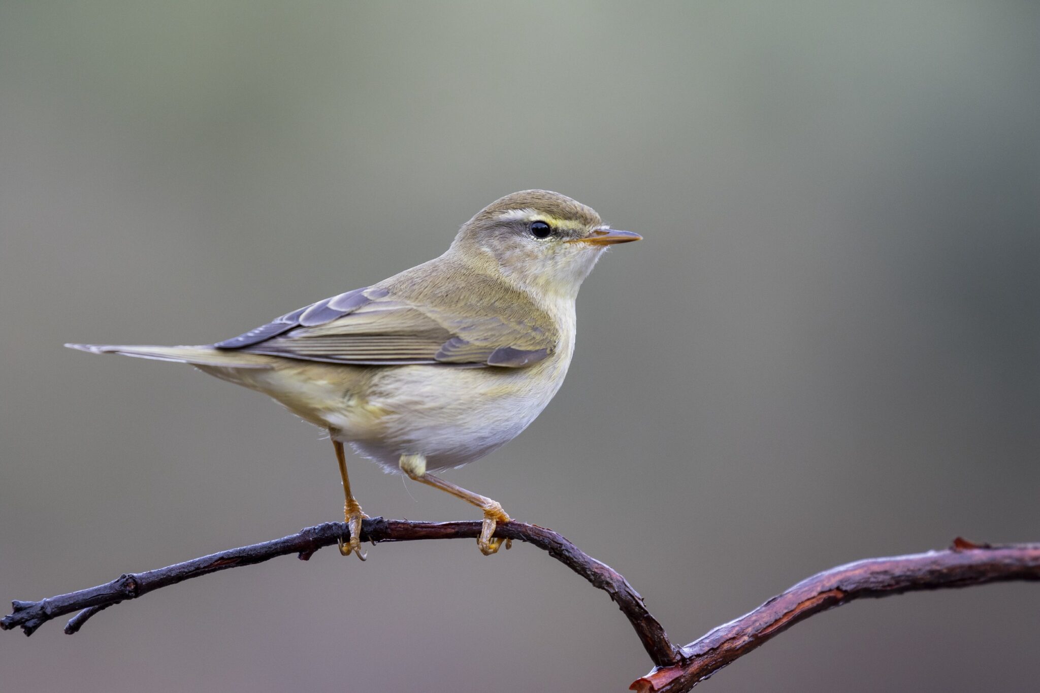 Le Rossignol commun (Luscinia megarhynchos) : un oiseau chanteur ...