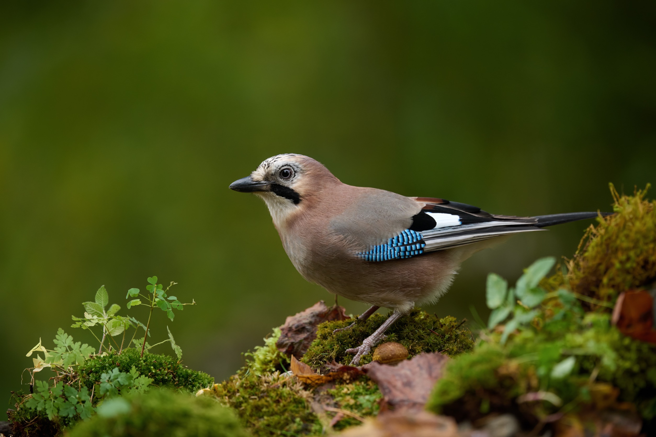 Oiseaux Garrulus Glandarius Geai Des Ch nes SSVEQC