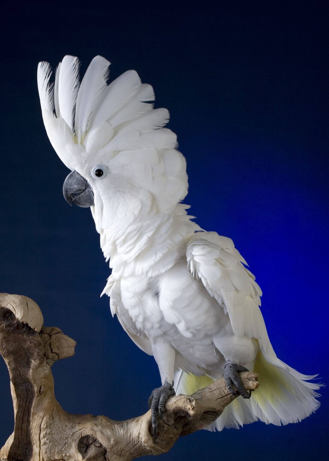 Le cacatoès blanc (Cacatua alba) : un oiseau fascinant