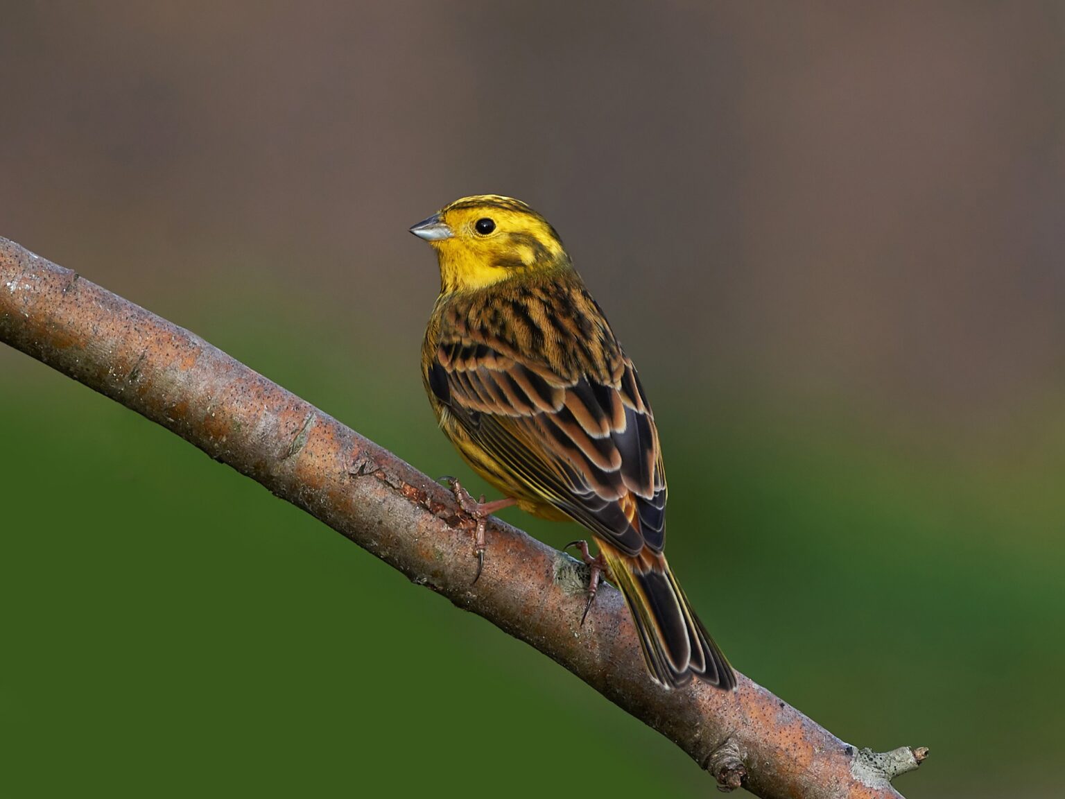 Le merveilleux monde du Bruant jaune (Emberiza citrinella)
