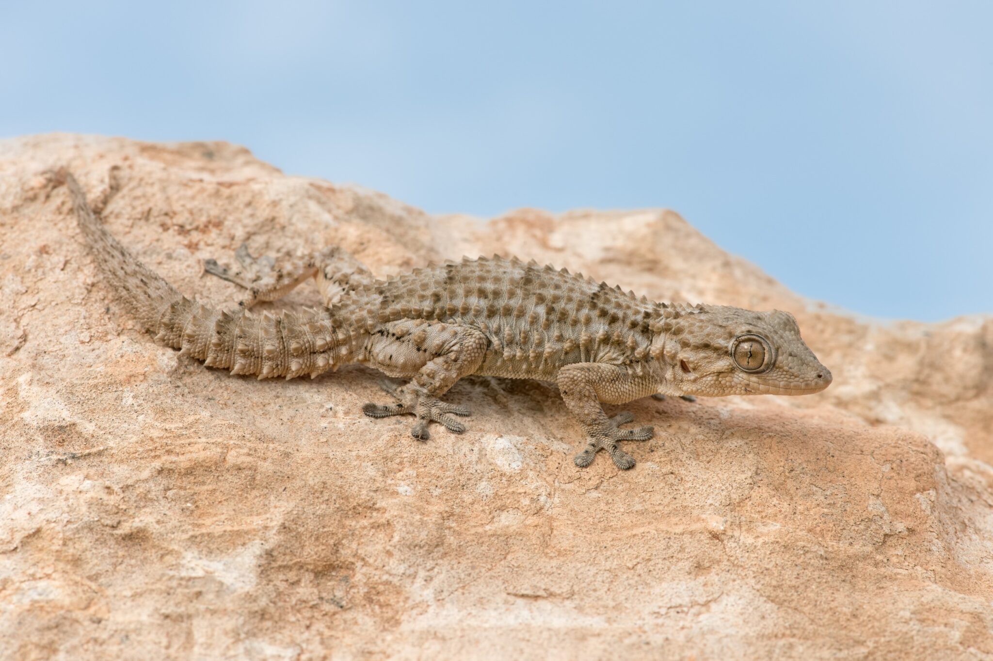 Le fascinant monde du gecko : Tarentola mauritanica